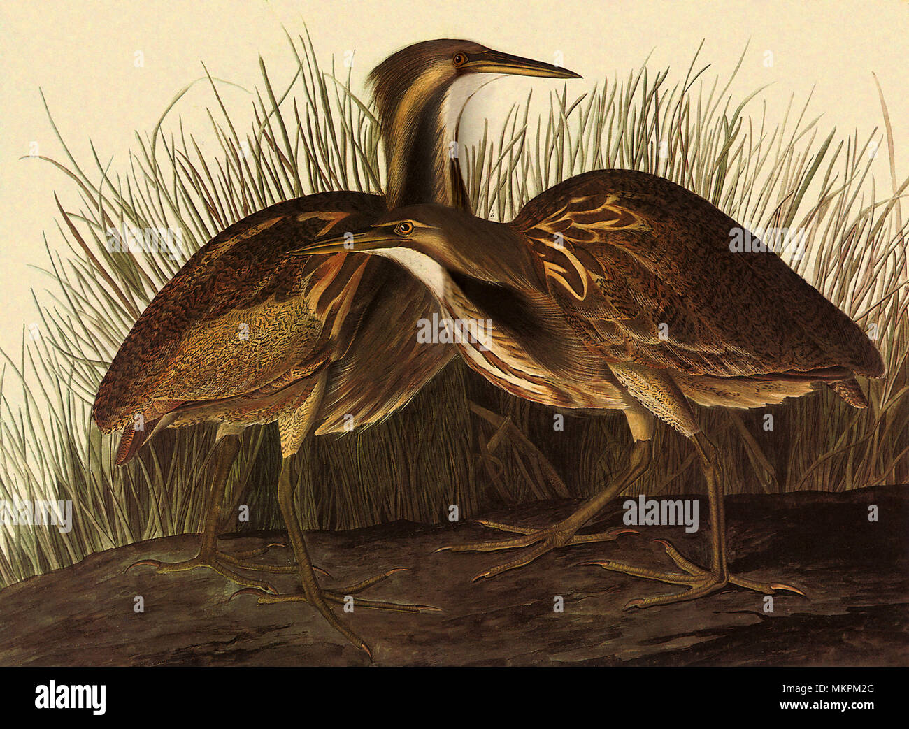 Bittern heron bitterns bird birds hi-res stock photography and images ...