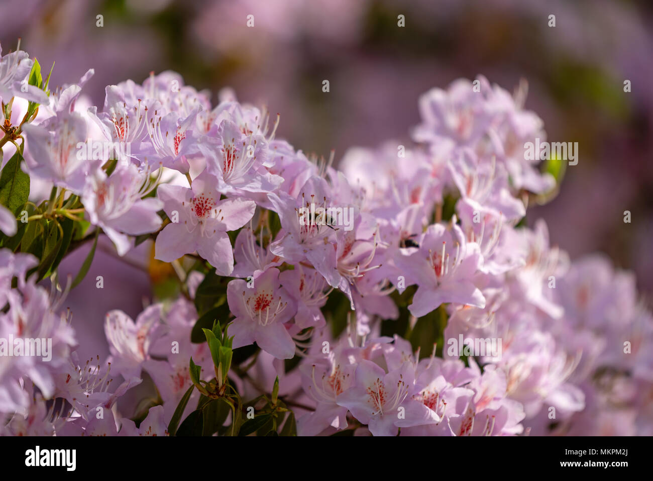 Flowers in Isabella Plantation, Richmond Park, London Stock Photo - Alamy