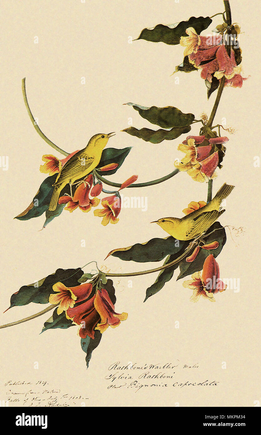 Yellow Warbler, Dendroica petechia Stock Photo - Alamy