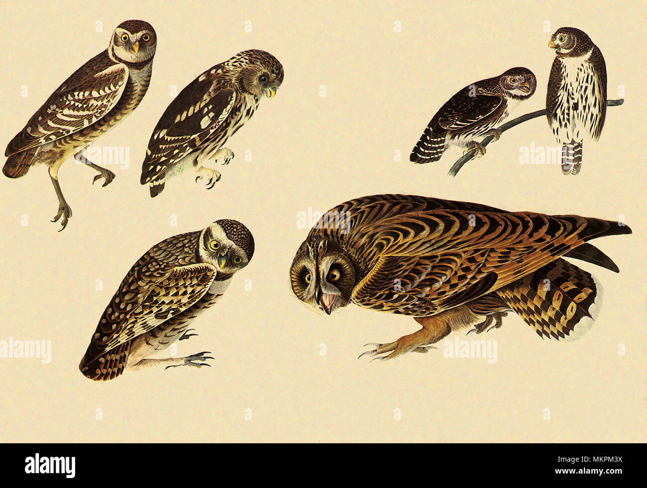 Illustration assorted animals hi-res stock photography and images - Alamy