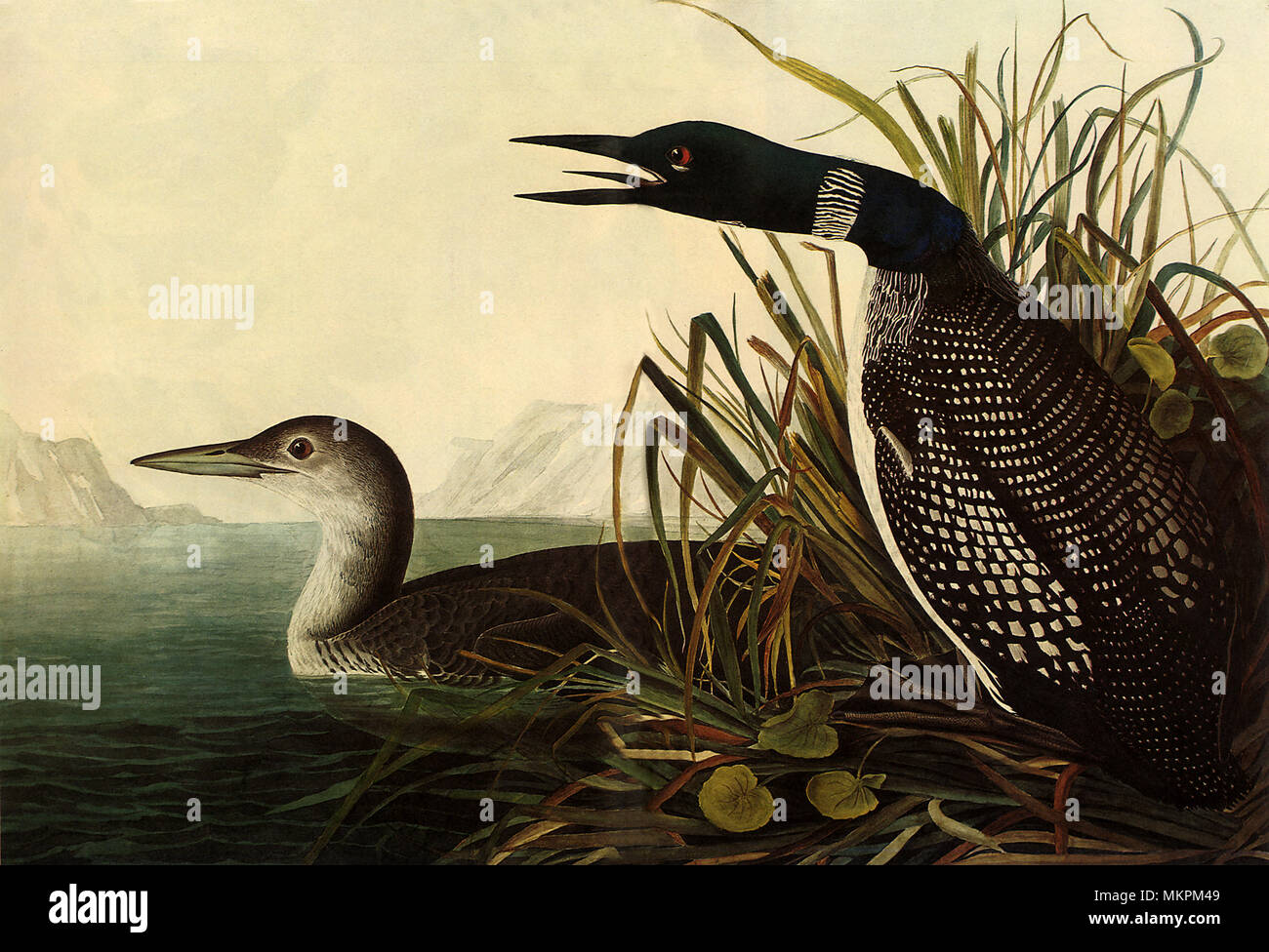 Common Loon, Gavia immer Stock Photo - Alamy
