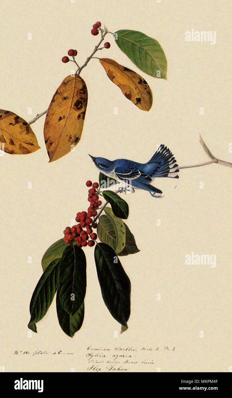 Cerulean Warbler, Dendroica cerulea Stock Photo - Alamy