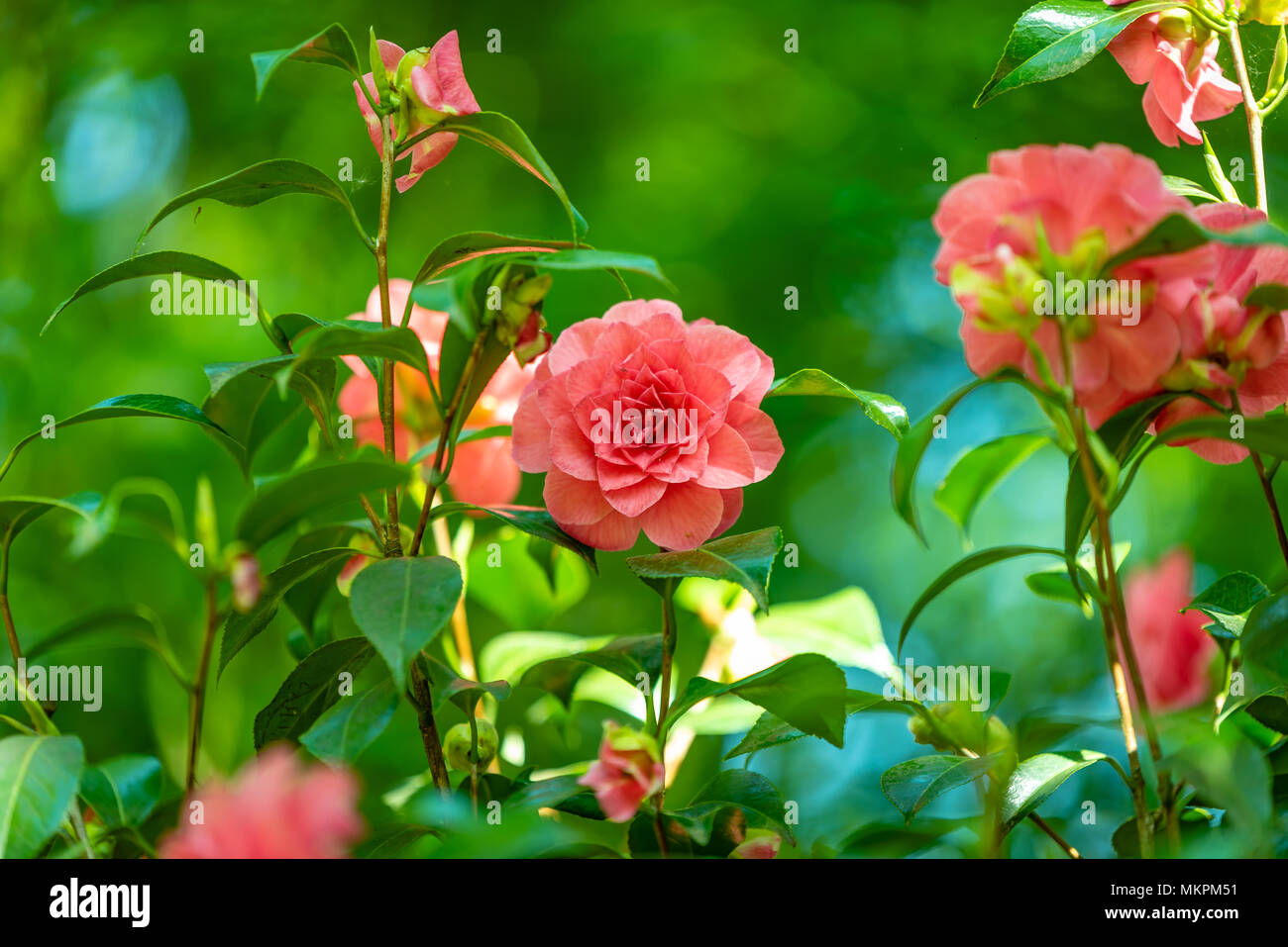 Flowers in Isabella Plantation, Richmond Park, London Stock Photo - Alamy