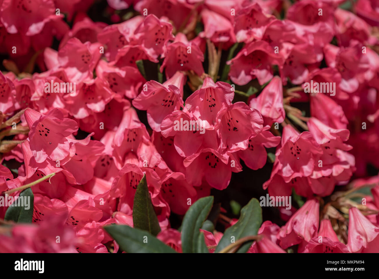 Flowers in Isabella Plantation, Richmond Park, London Stock Photo - Alamy