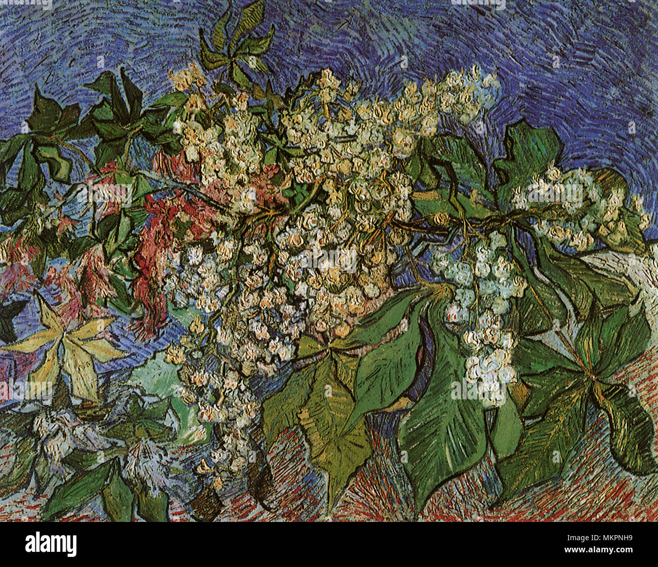 Blossoming Chestnut Branches Stock Photo - Alamy