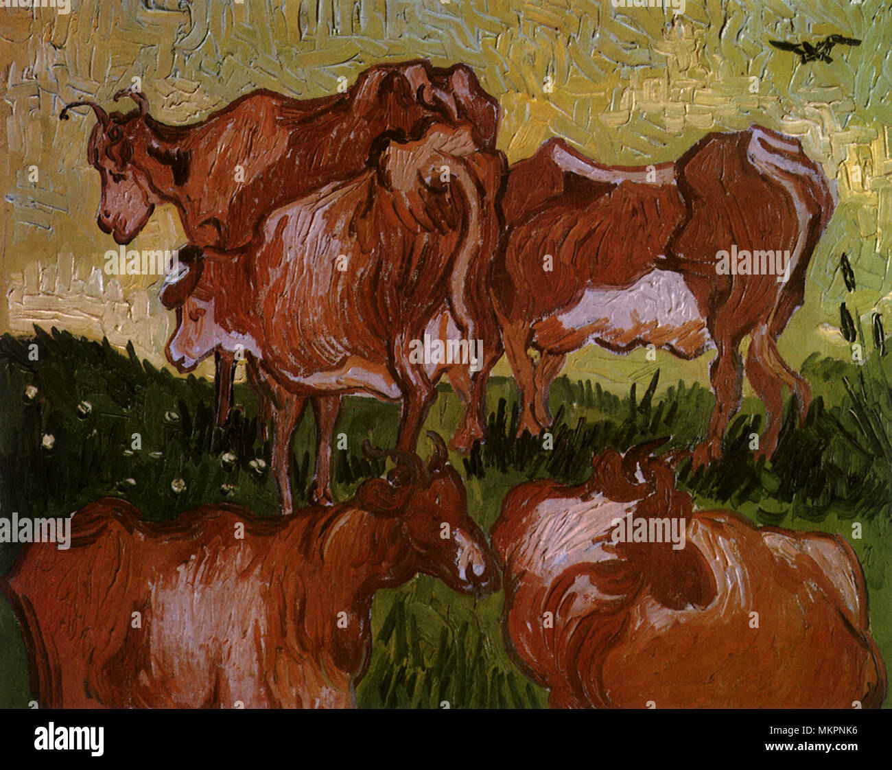 Feathered cattle hi-res stock photography and images - Alamy