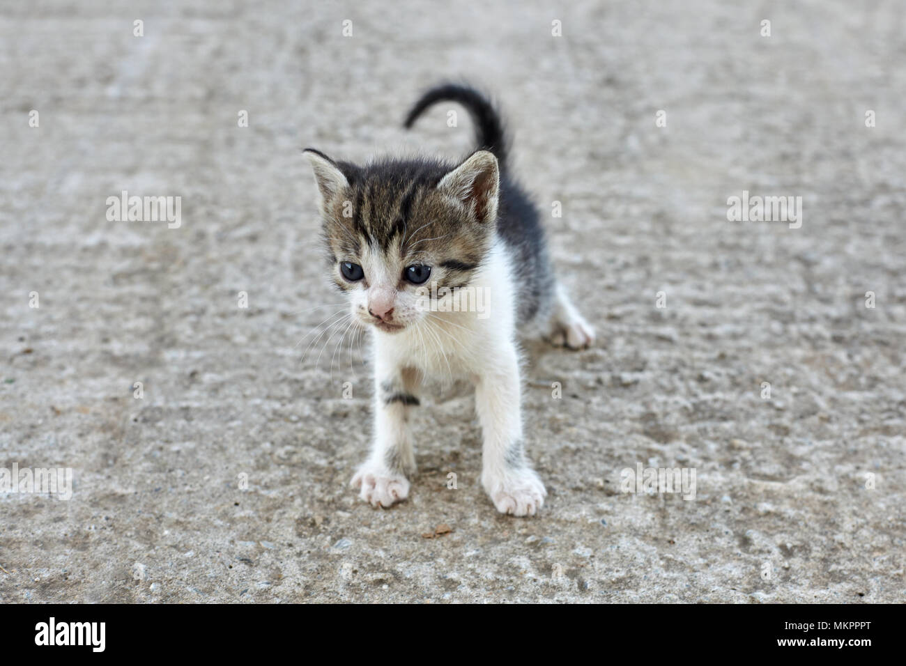 Little stray cat. Homeless kitten Stock Photo - Alamy