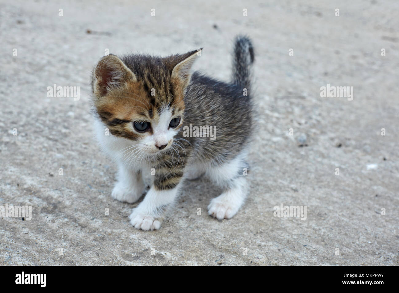 Little stray cat. Homeless kitten Stock Photo - Alamy