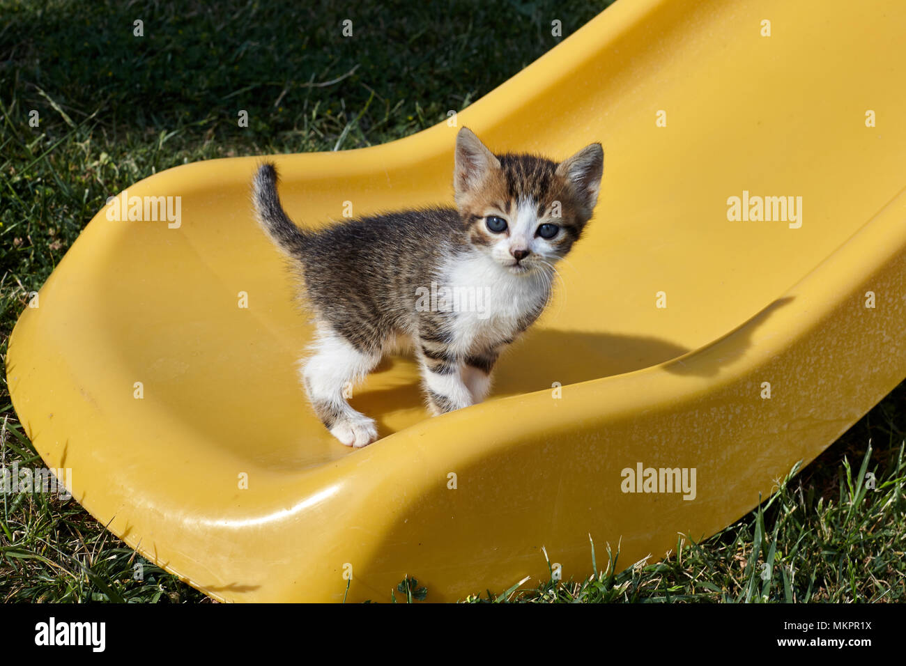 Cat slide hi-res stock photography and images - Alamy