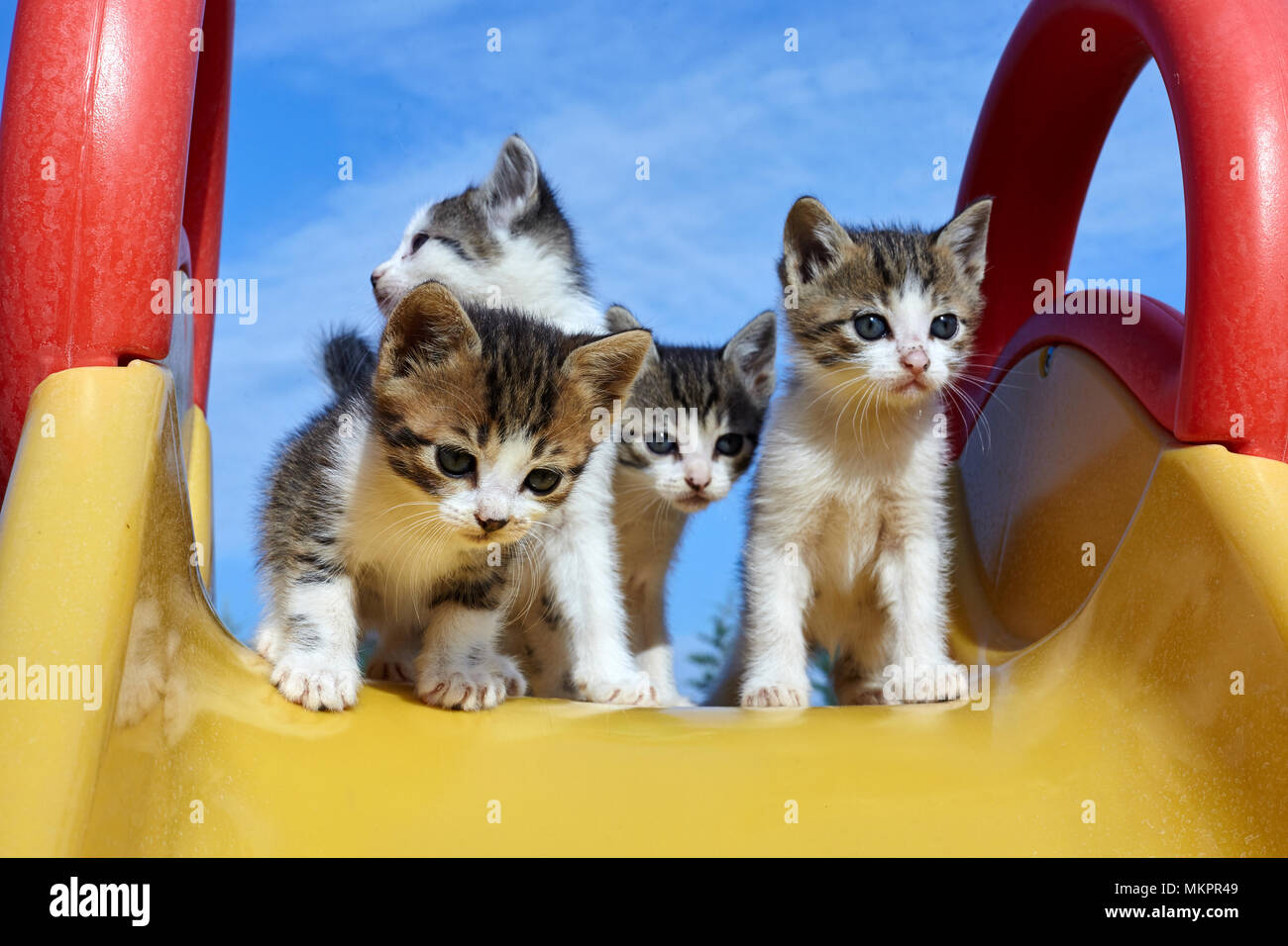 Four kitten on a yellow slide Stock Photo - Alamy