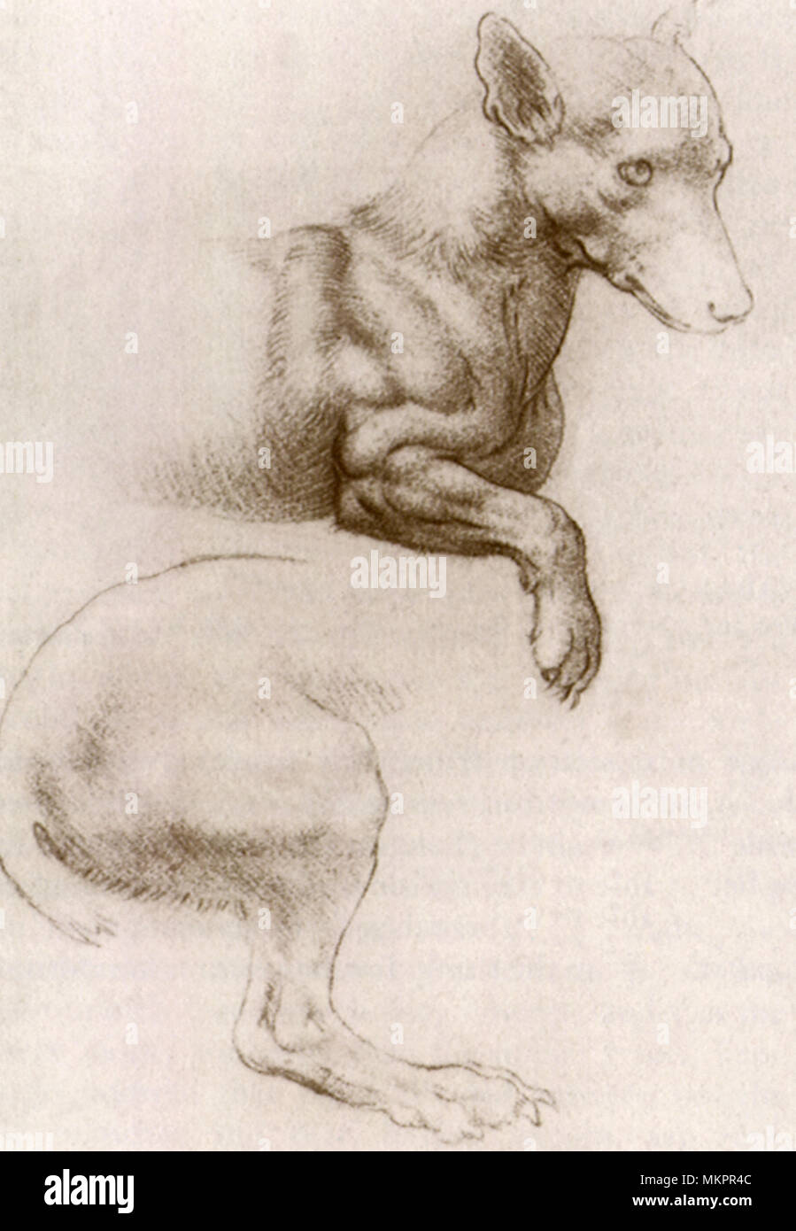 Study of Forequarters and Hindquarters of a Dog Stock Photo - Alamy