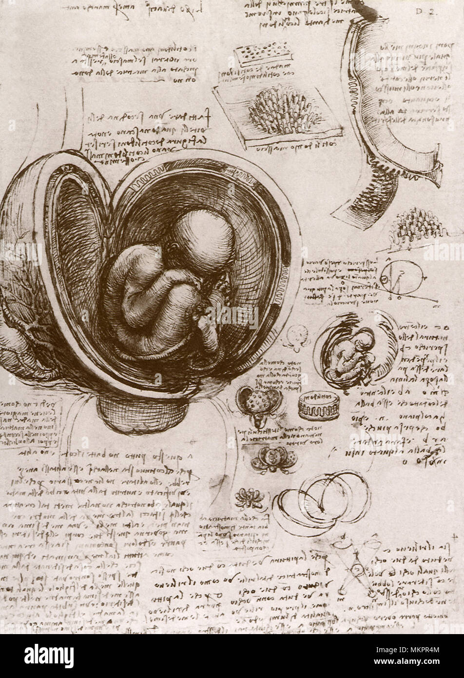 Leonardo da vinci drawings birds hi-res stock photography and images ...