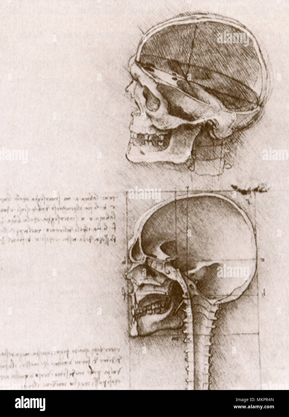 Profile to the left hi-res stock photography and images - Alamy