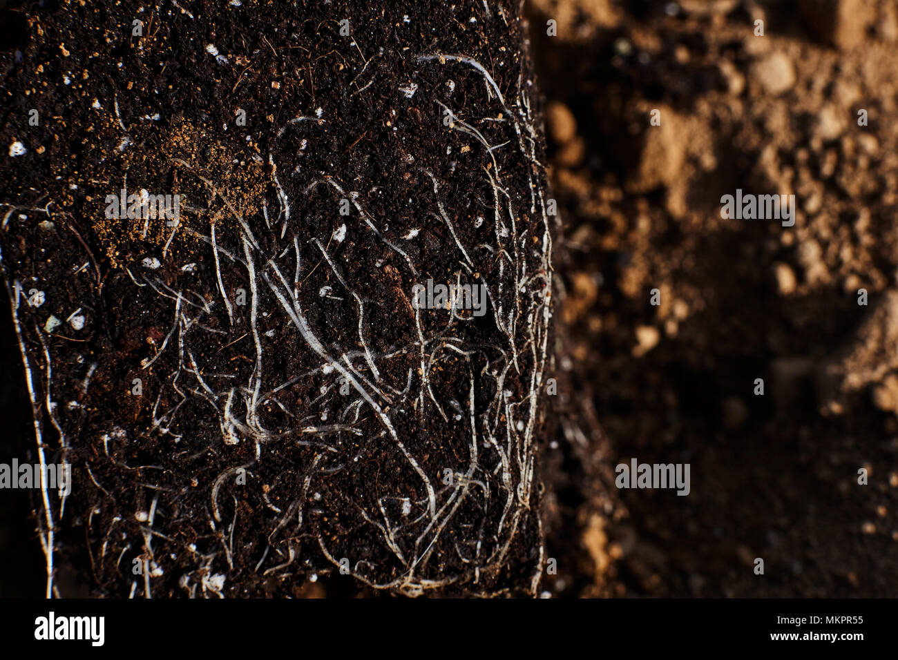 Corn Plant Roots High Resolution Stock Photography and Images - Alamy