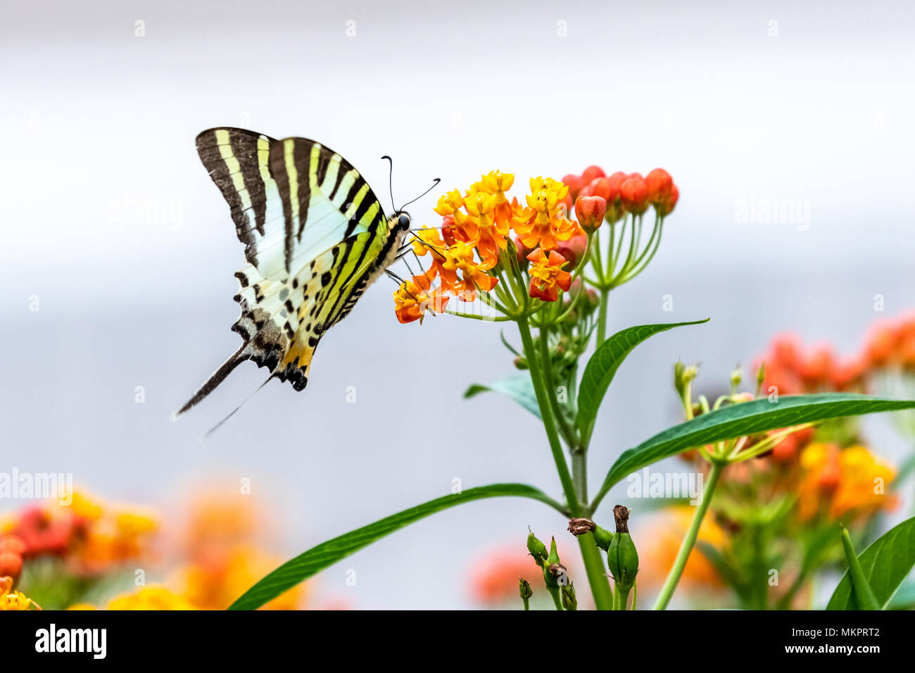 Five-bar Swordtail (Pathysa antiphates) eating on plant Stock Photo - Alamy