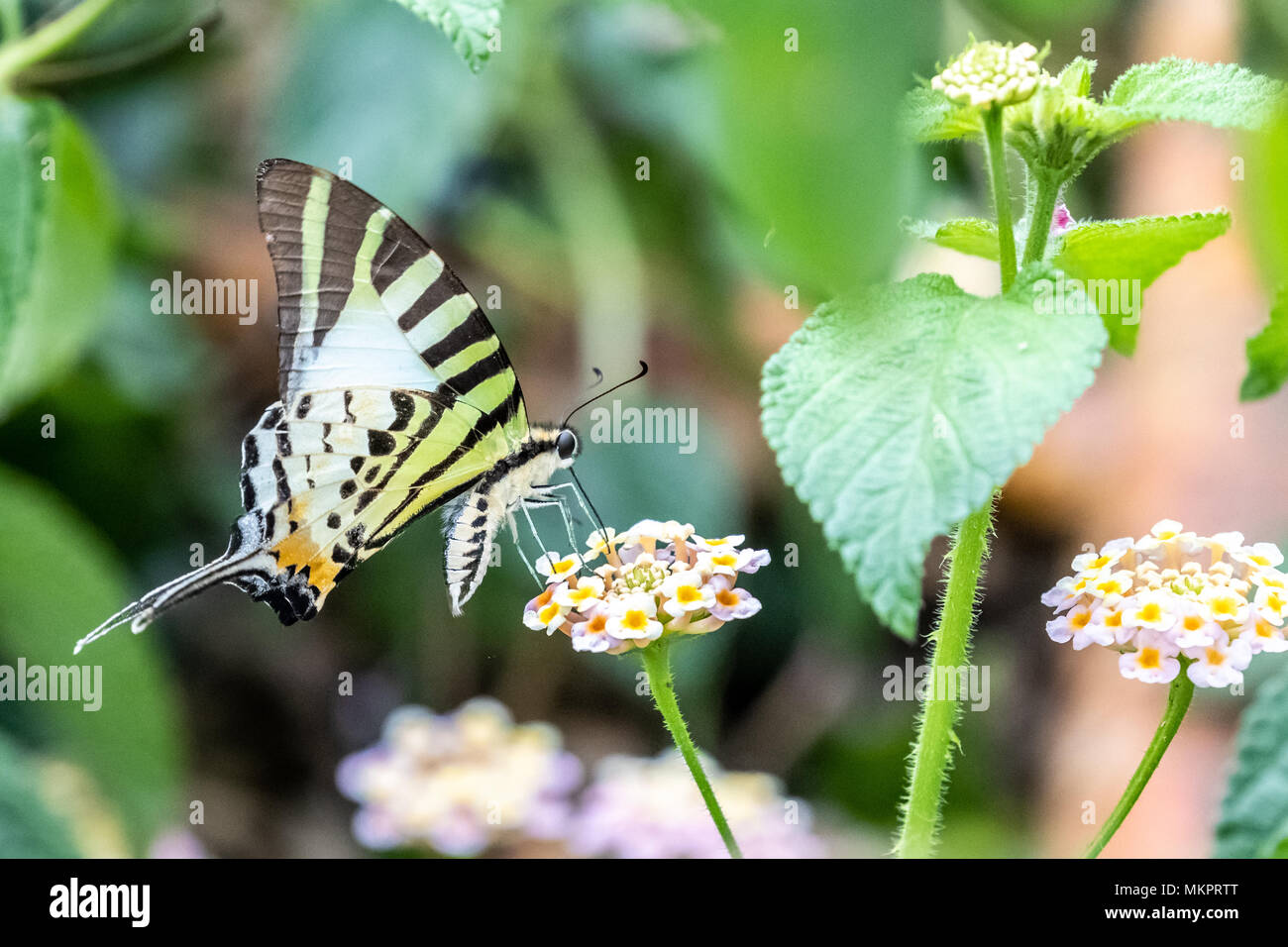 Swordtail hi-res stock photography and images - Alamy