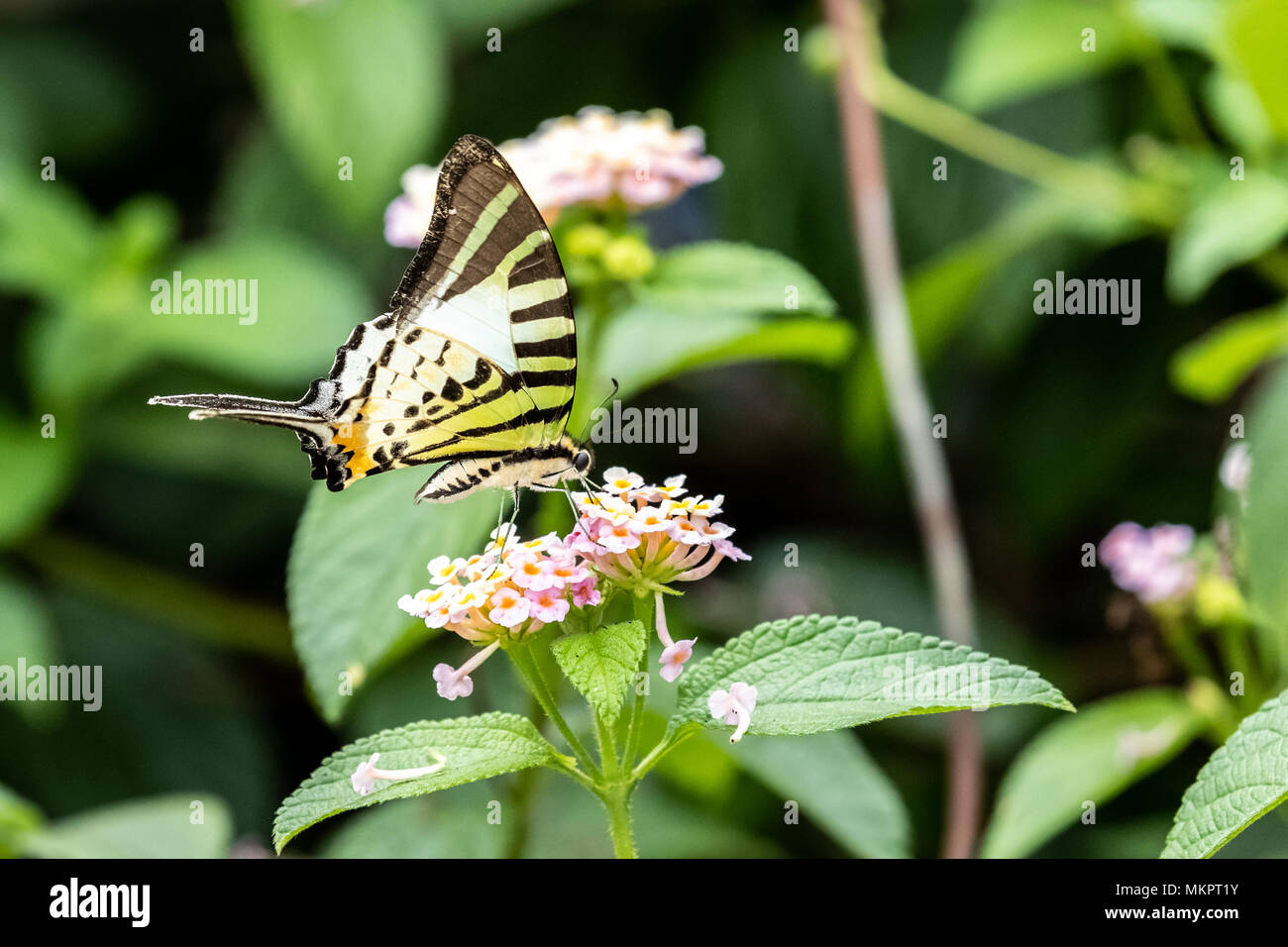Five-bar Swordtail (Pathysa antiphates) eating on plant Stock Photo - Alamy