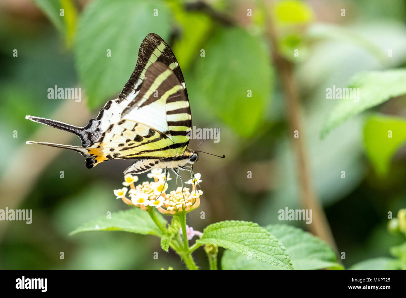 Five-bar Swordtail (Pathysa antiphates) eating on plant Stock Photo - Alamy