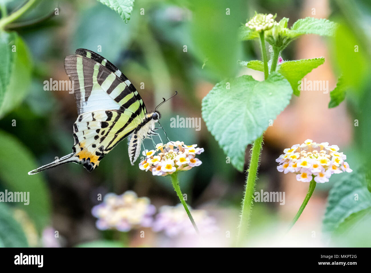 Five-bar Swordtail (Pathysa antiphates) eating on plant Stock Photo - Alamy