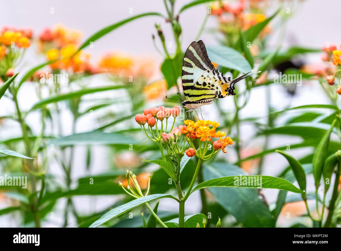 Five bar hi-res stock photography and images - Alamy