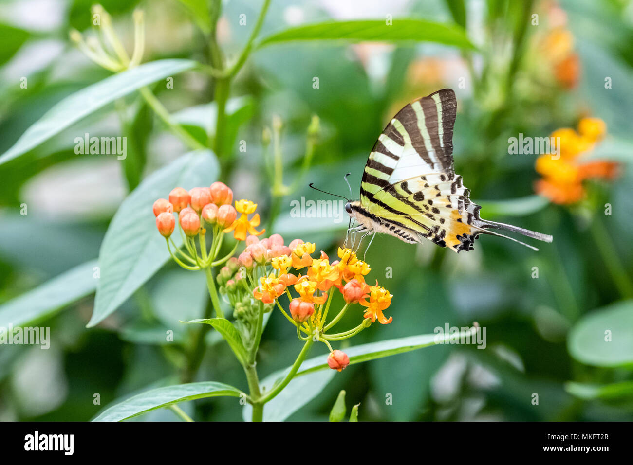 Five bar swordtail hi-res stock photography and images - Alamy