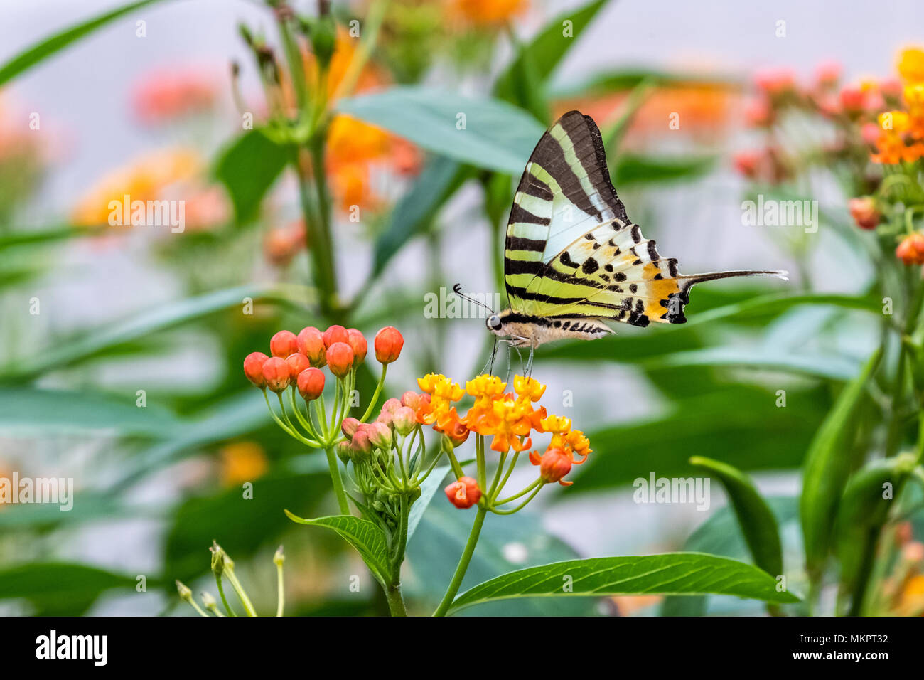 Five bar swordtail hi-res stock photography and images - Alamy