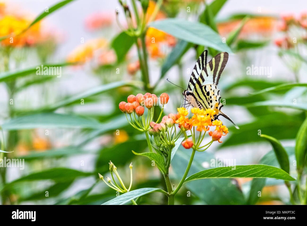 Five-bar Swordtail (Pathysa antiphates) eating on plant Stock Photo - Alamy