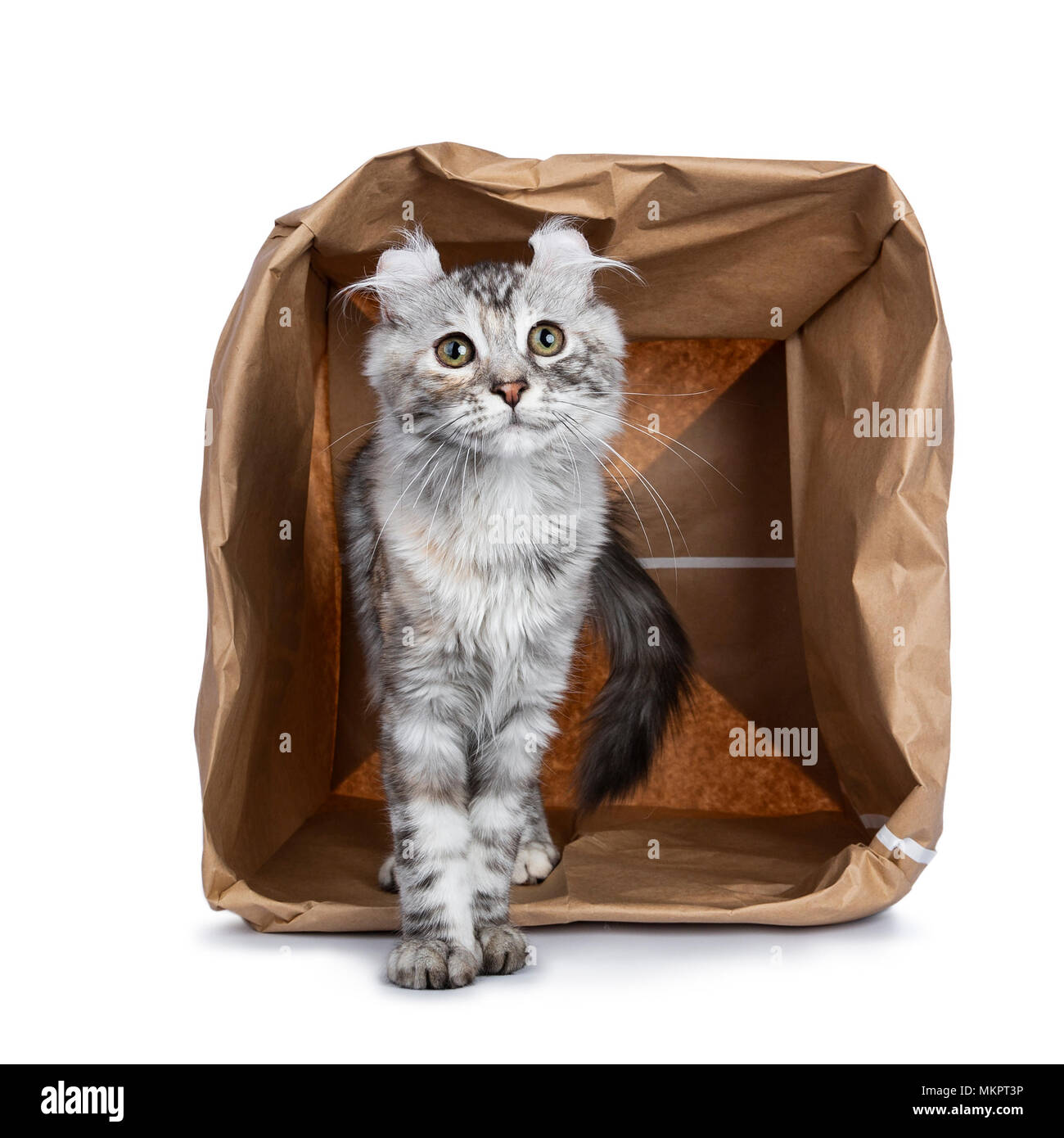 American curl cat hi-res stock photography and images - Alamy