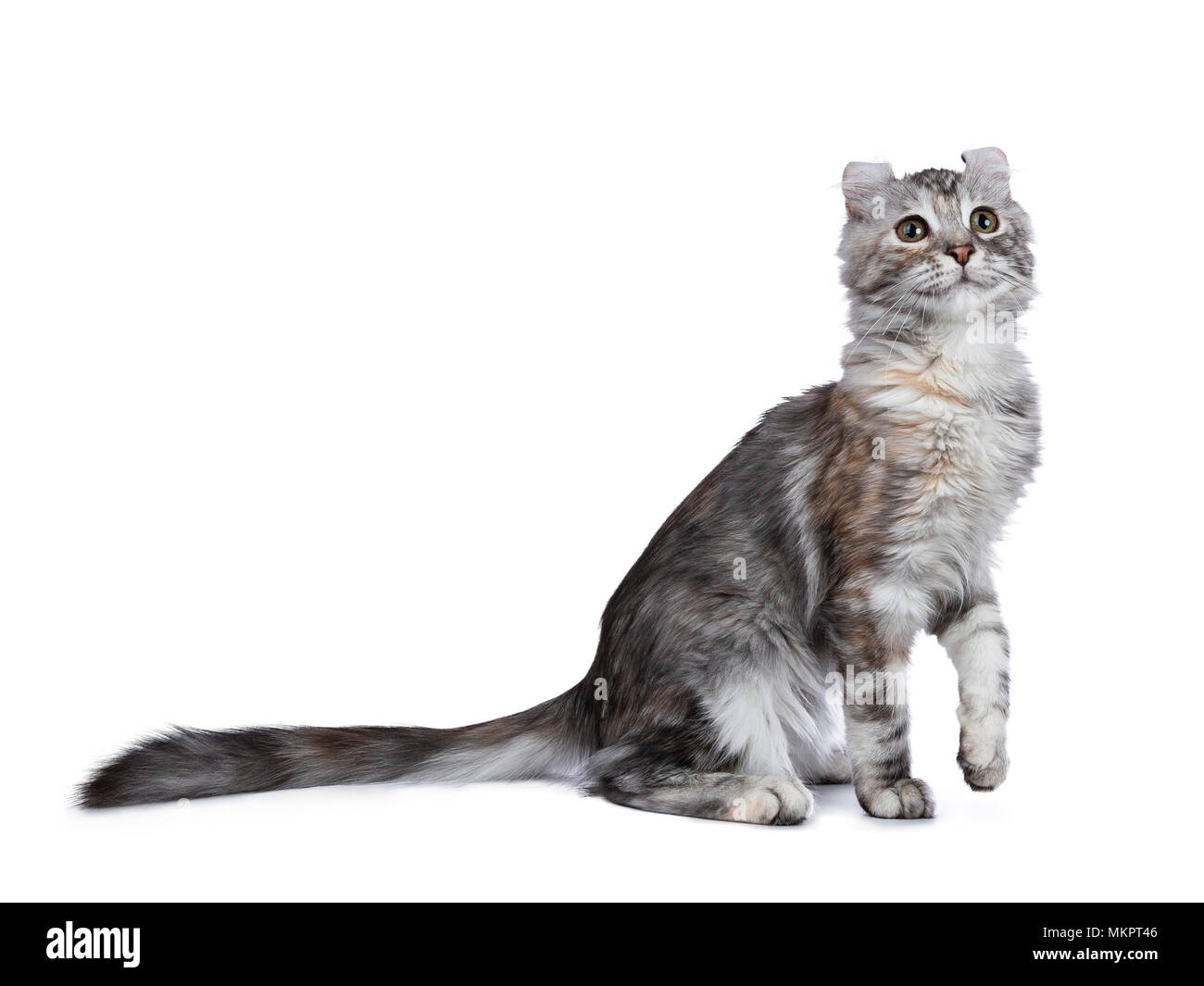 Cat with paw lifted Cut Out Stock Images & Pictures - Alamy