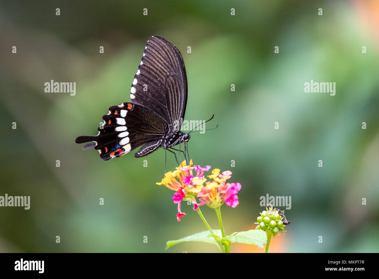 Common Mormon (female) (Papilio polytes) eating on plant Stock Photo ...