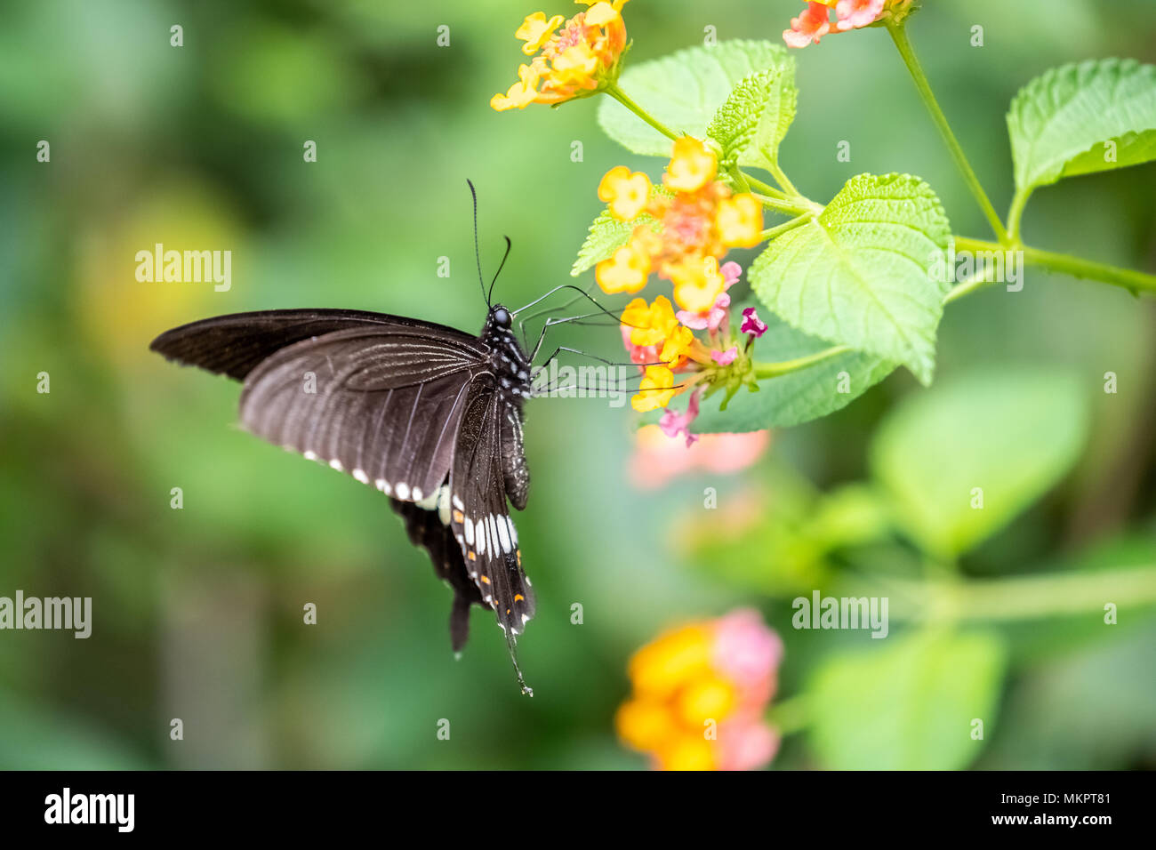 Common Mormon (female) (Papilio polytes) eating on plant Stock Photo ...