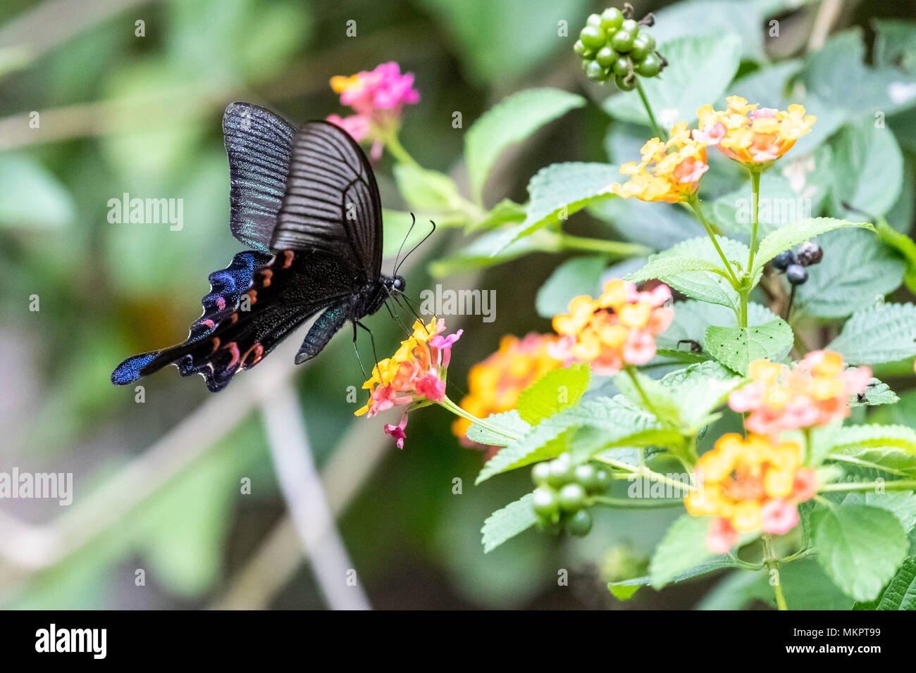 Chinese Peacock (Papilio bianor) eating on plant Stock Photo - Alamy