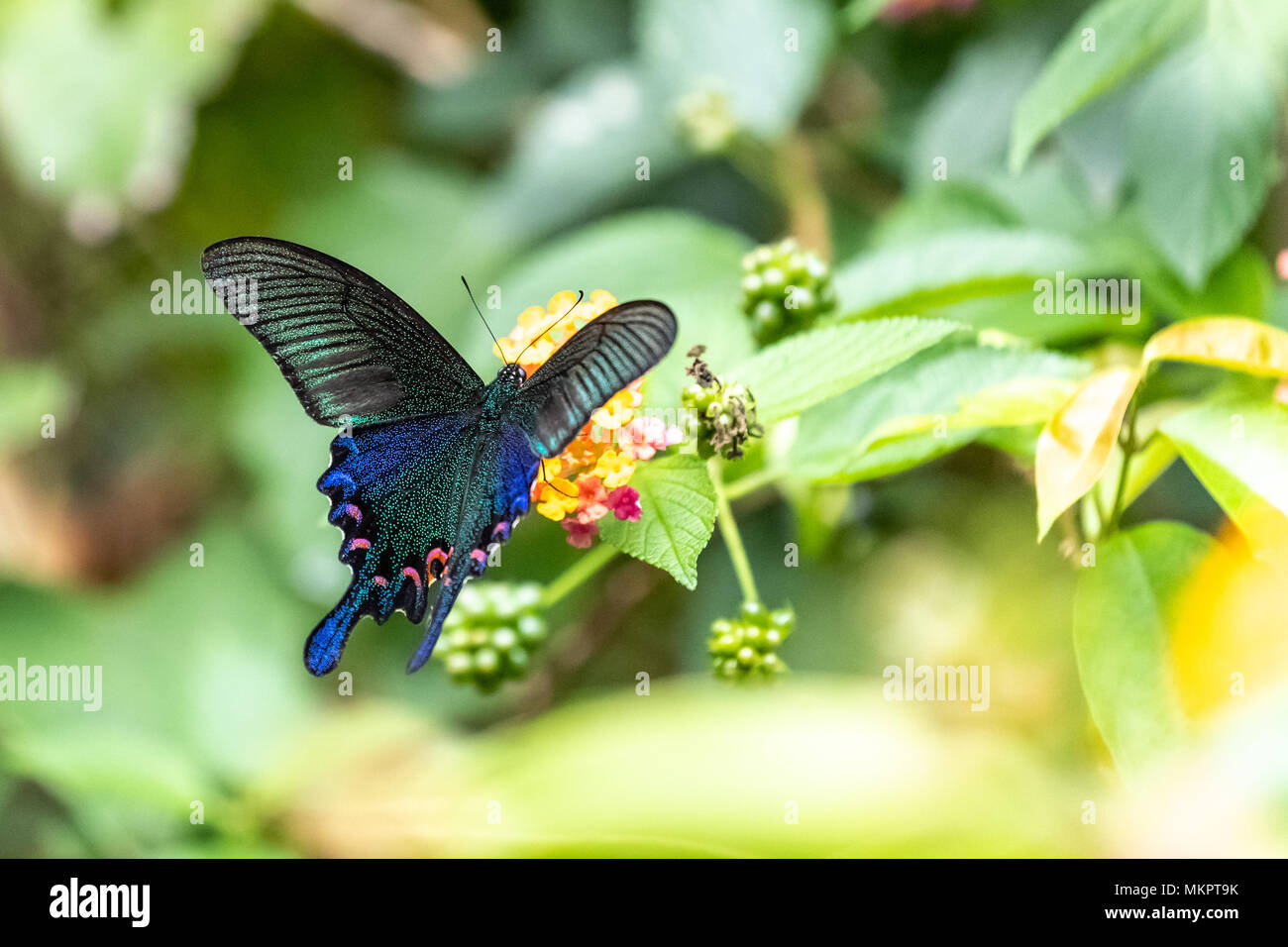 Chinese Peacock (Papilio bianor) eating on plant Stock Photo - Alamy