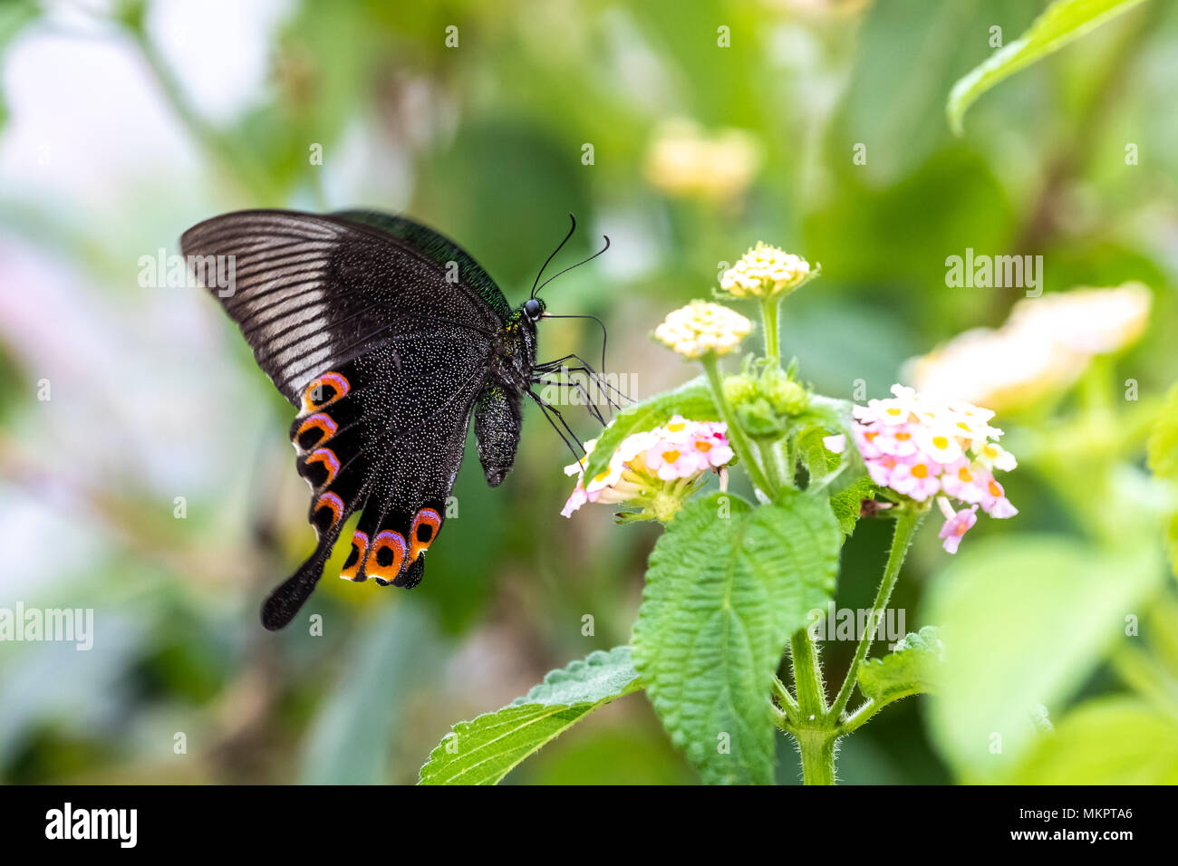Chinese Peacock (Papilio bianor) eating on plant Stock Photo - Alamy