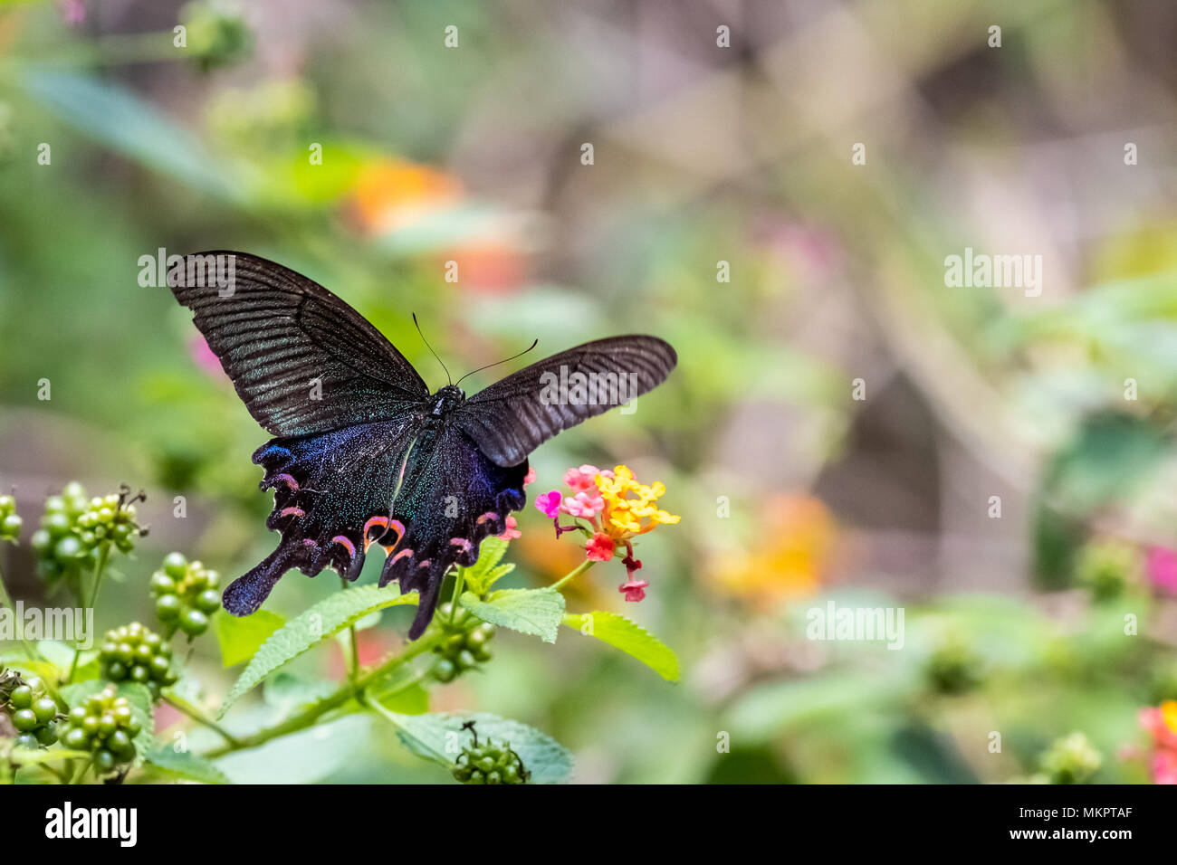 Chinese Peacock (Papilio bianor) eating on plant Stock Photo - Alamy