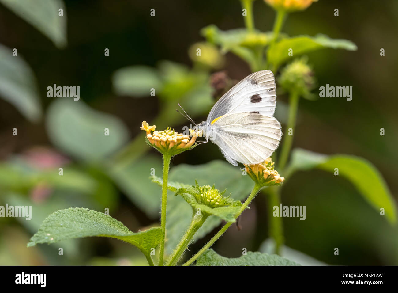 Indian Cabbage White (Pieris canidia) eating on plant Stock Photo - Alamy