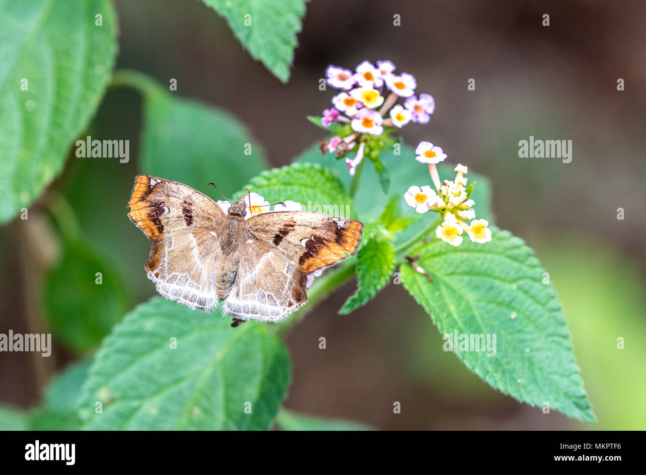 Chestnut Angle (Odontoptilum angulatum) eating on plant Stock Photo - Alamy