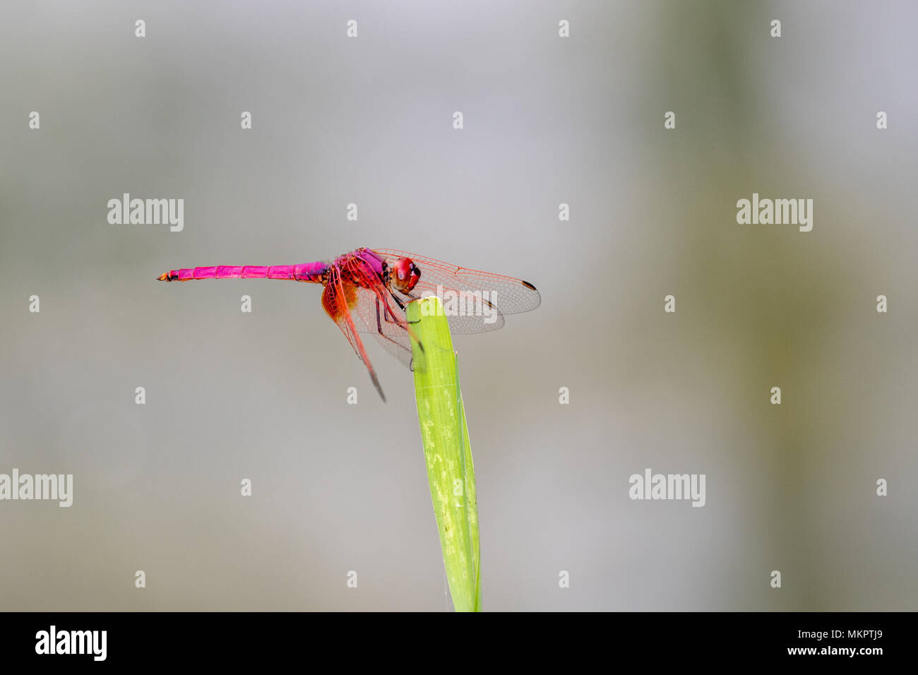 Portrait of dragonfly - Crimson Dropwing (male) (Trithemis aurora Stock ...