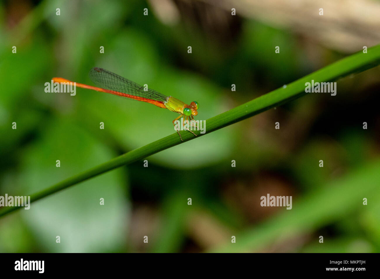 Nature sprite hi-res stock photography and images - Alamy