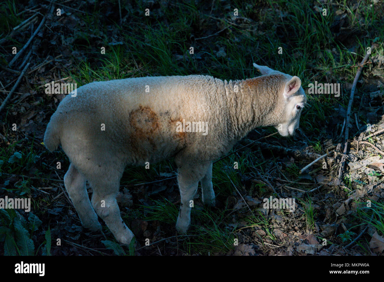 A lamb in a field Stock Photo - Alamy