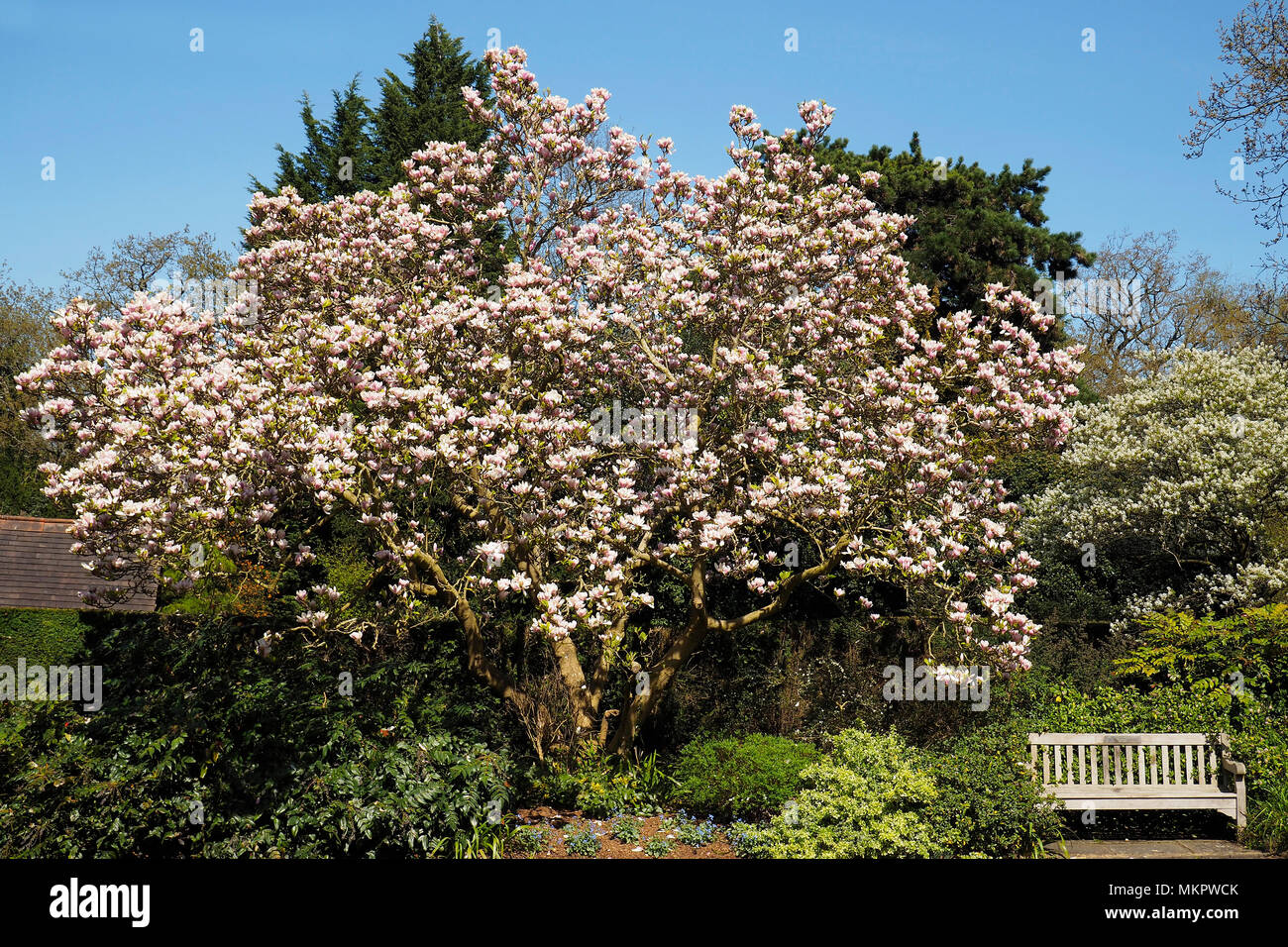 Magnoliales tree hi-res stock photography and images - Alamy