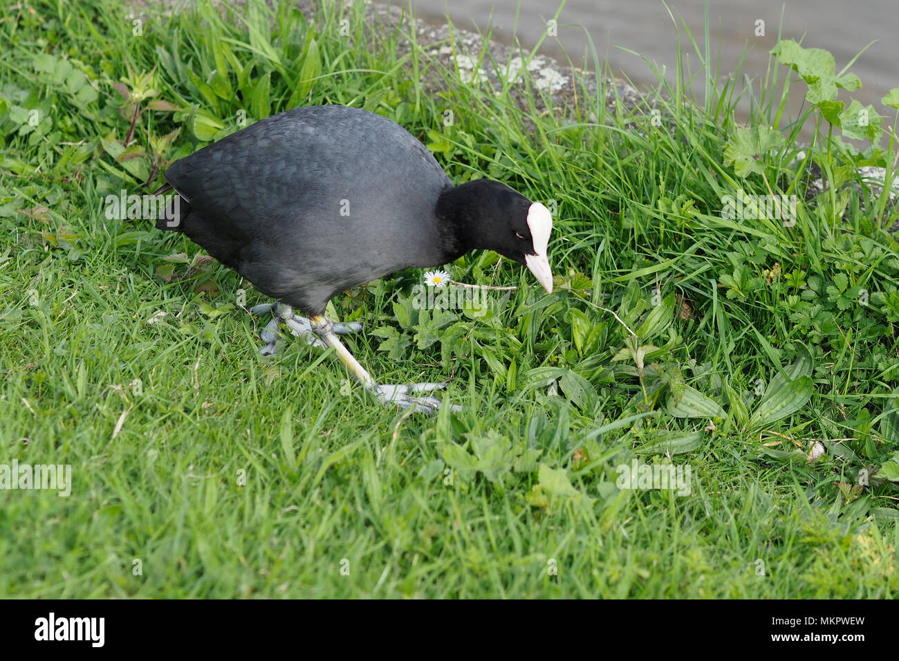 Coot walking on grass hi-res stock photography and images - Alamy