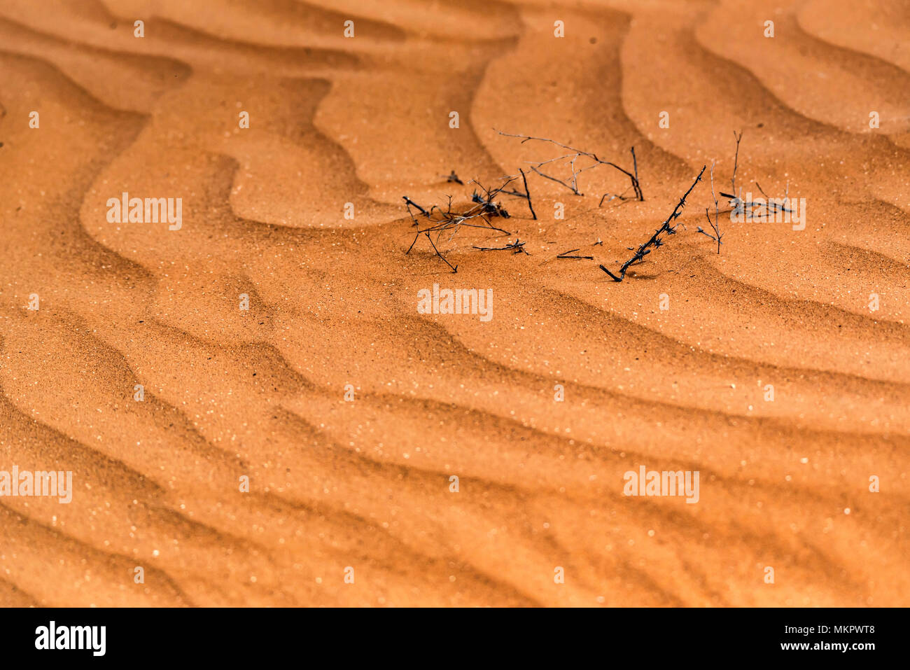 Desert sand background with dry branches Stock Photo - Alamy