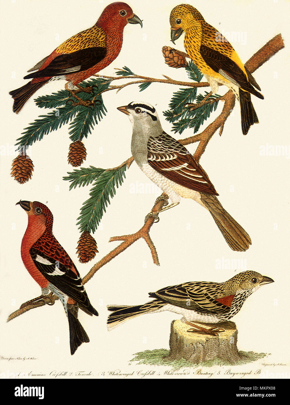 Birds cross hi-res stock photography and images - Alamy