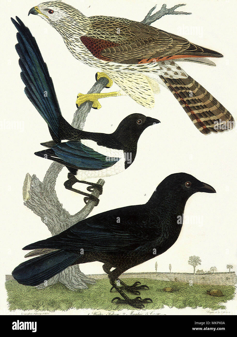 Magpie, Crow, and Falcon, with Farm in Distance Stock Photo - Alamy
