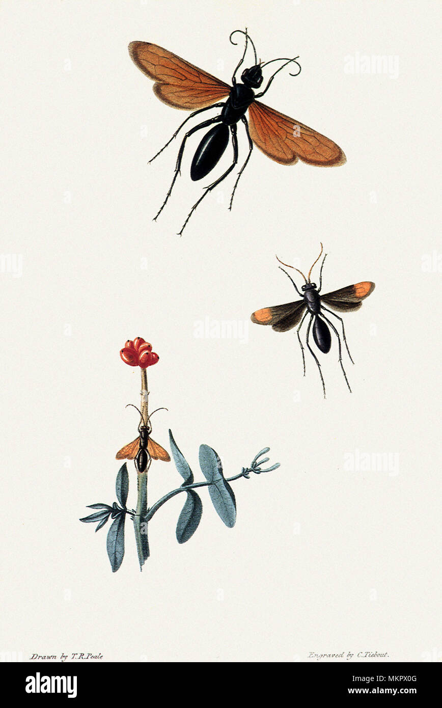 Insecta insects hi-res stock photography and images - Alamy