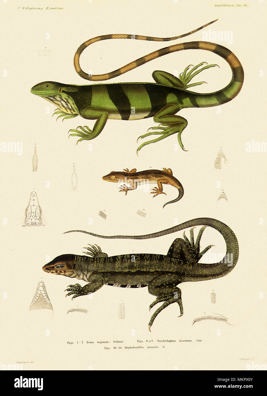 Lizards art hi-res stock photography and images - Alamy