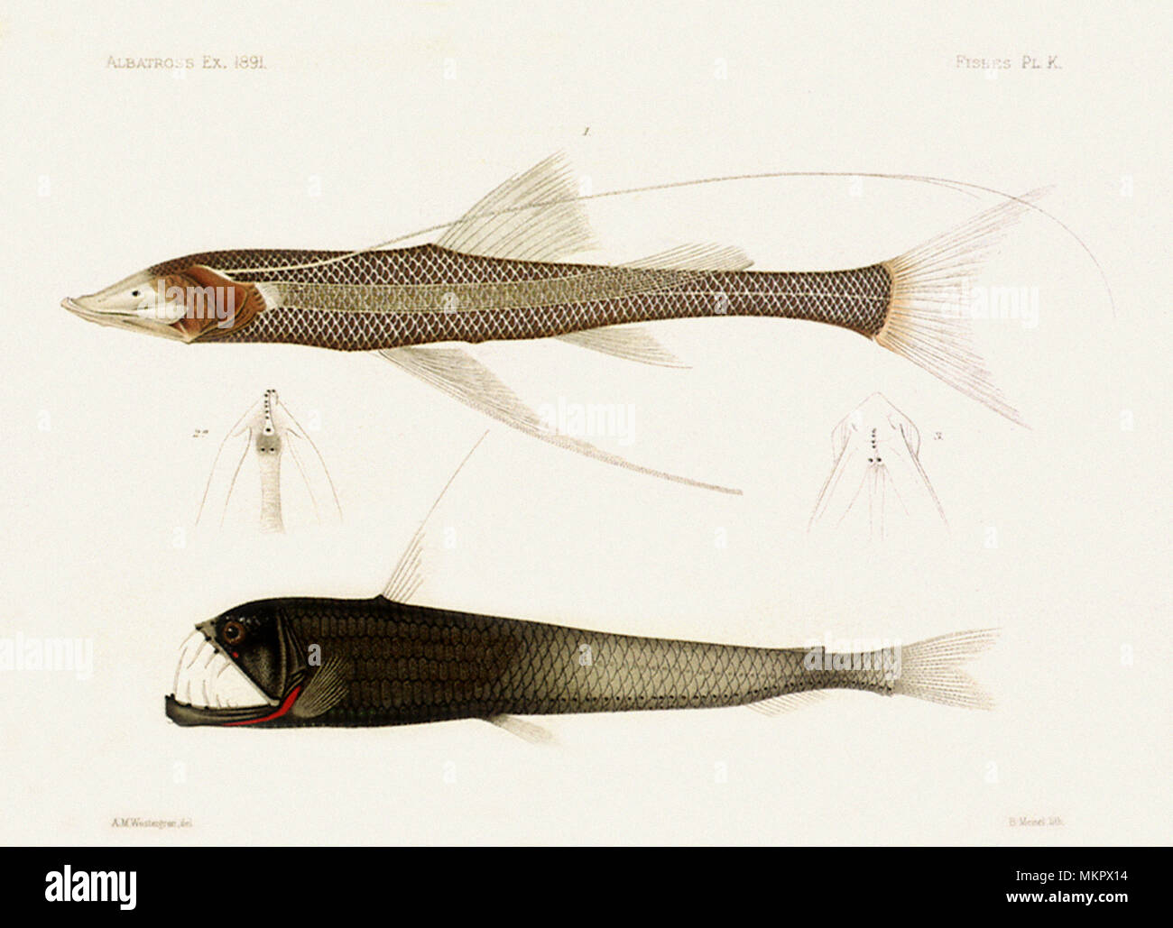 Fish not faeces hi-res stock photography and images - Alamy