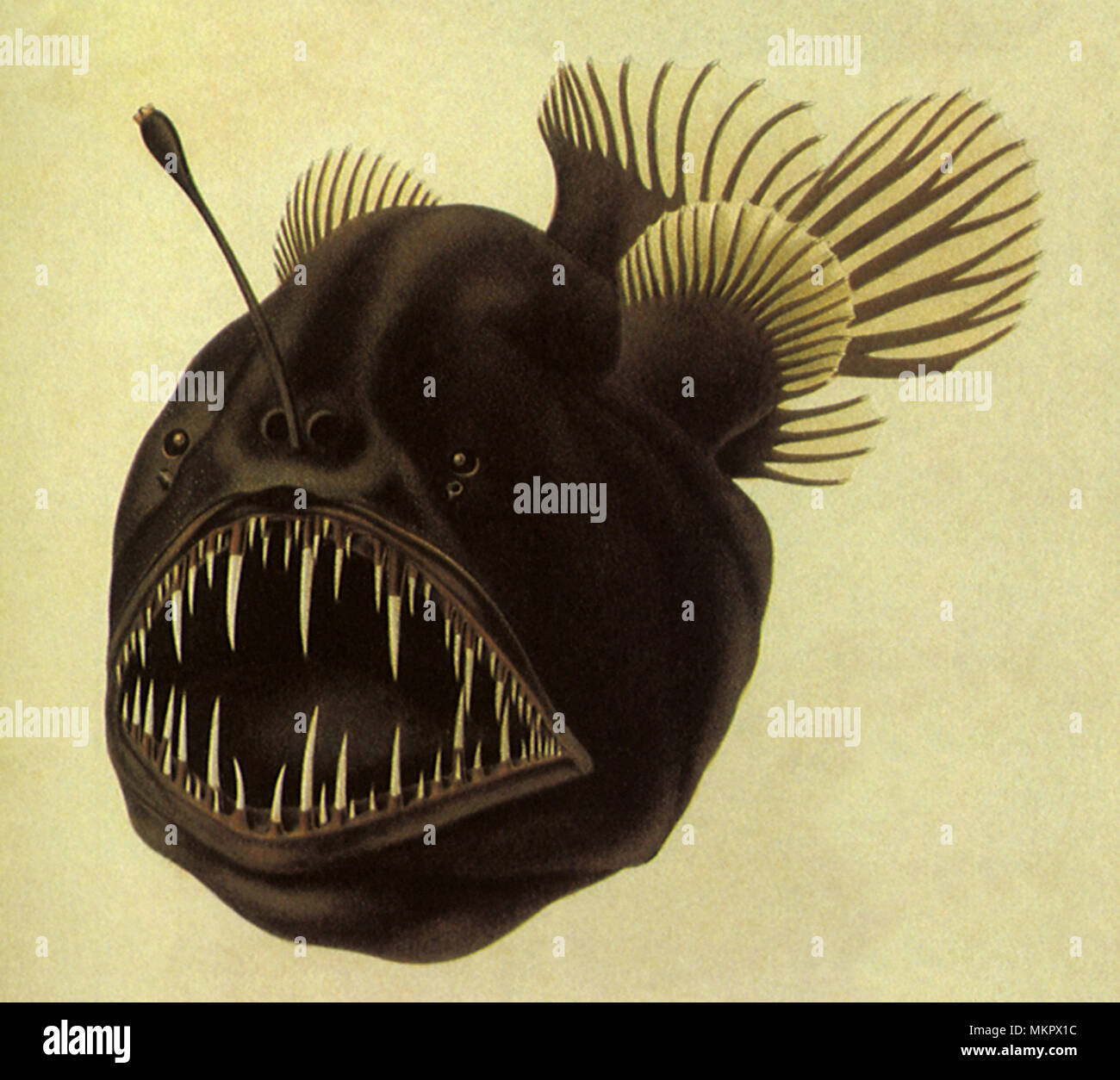 Angler fish deep sea hi-res stock photography and images - Alamy