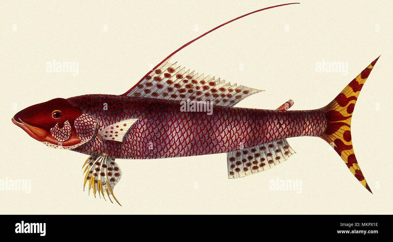 Aulopus hi-res stock photography and images - Alamy